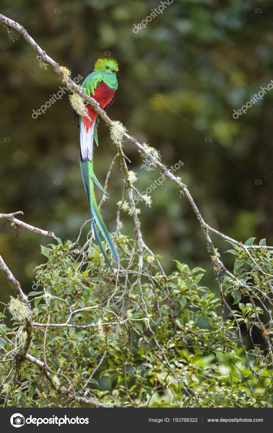 Azul Quetzal Resplandecente Photo Resplendent Quetzal Pharomachrus