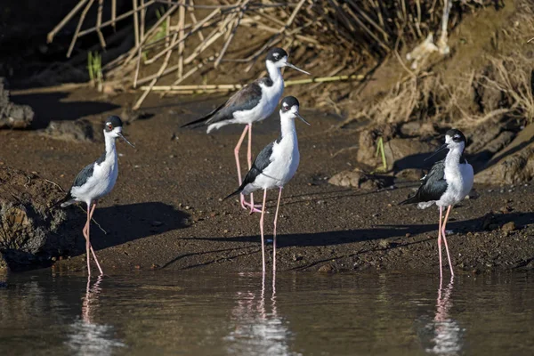 Stilt de cuello negro Himantopus mexicanus, zancada blanca y negra del agua dulce del Nuevo ...