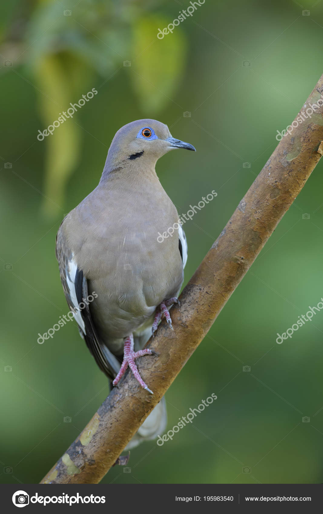 White Winged Dove Zenaida Asiatica Beautiful Pidgeon New World Costa ...