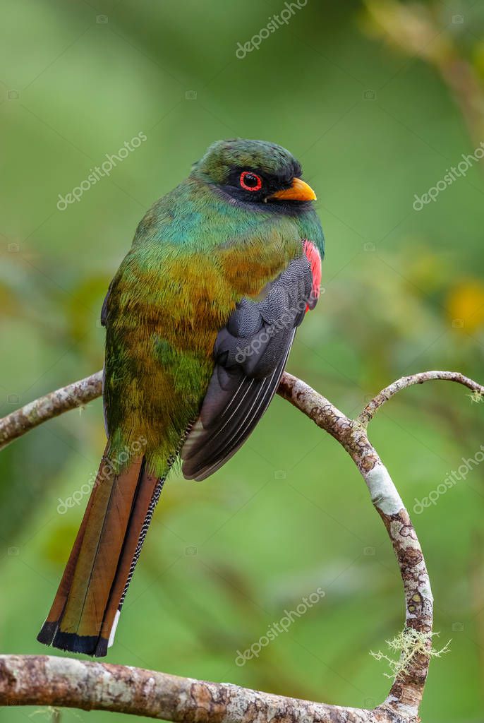 Collared Trogon - Trogon collaris, hermoso pájaro de color de las ...