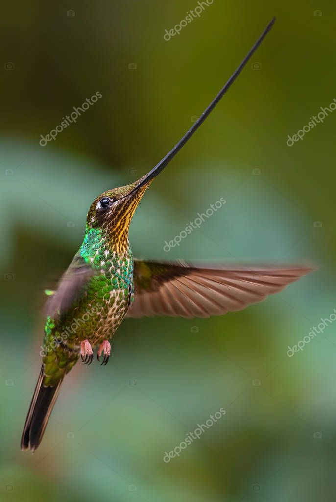 Colibrí de pico largo - Ensifera ensifera, popular colibrí de pico ...