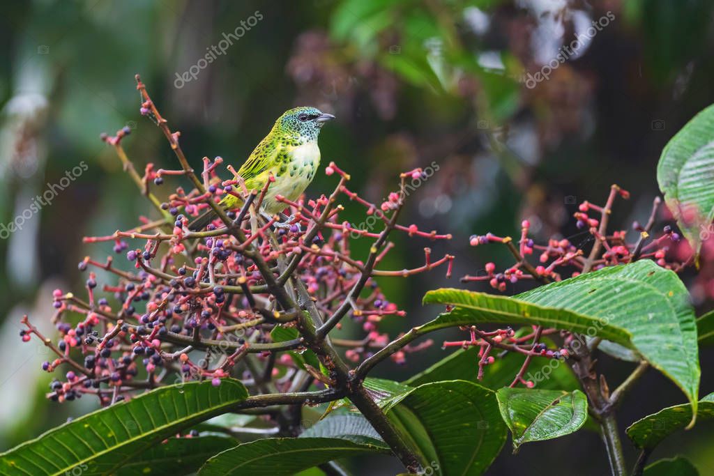 Tanager manchado - Tangara punctata, hermoso tanager pequeño de las ...