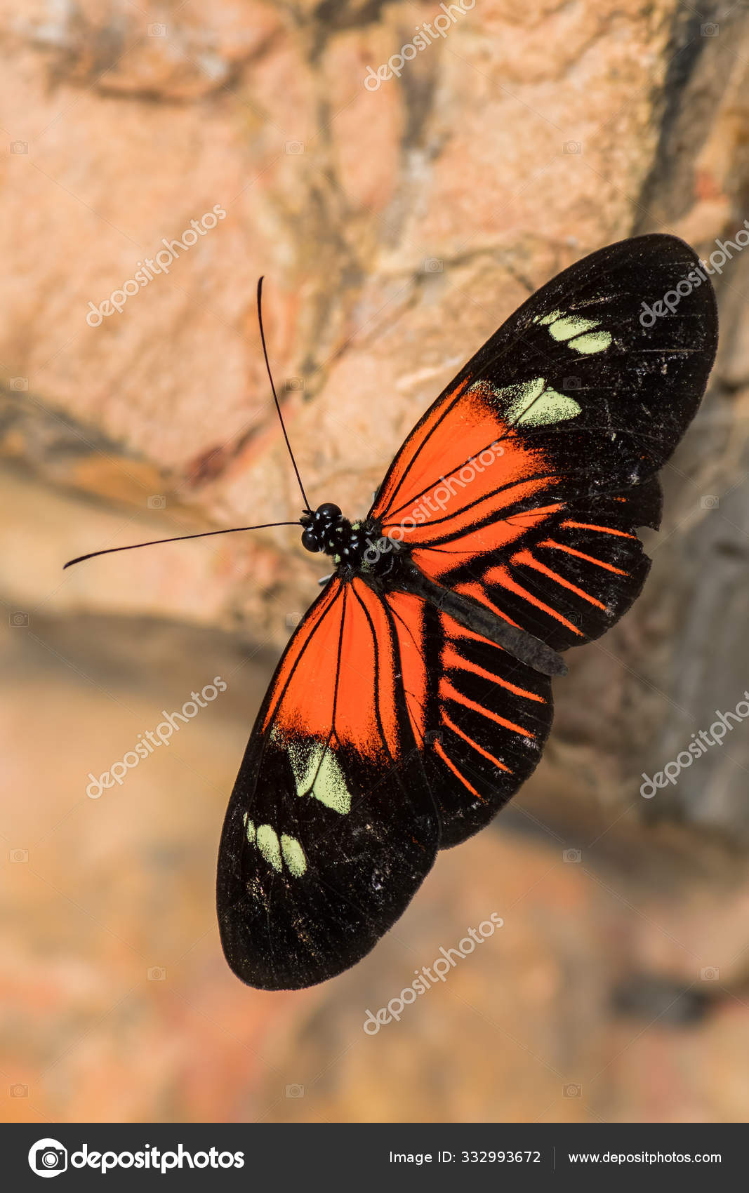 Orange Heliconius