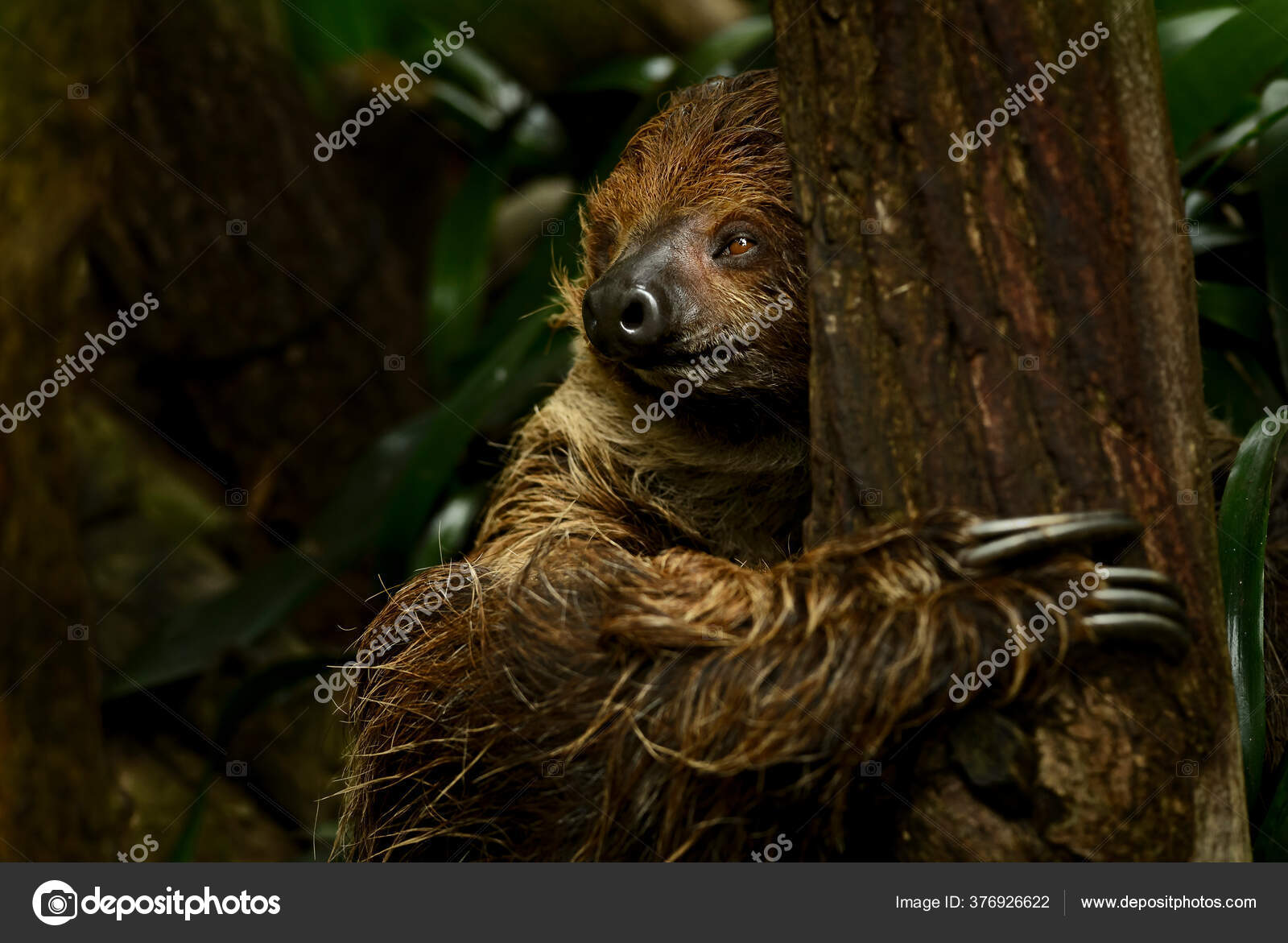 South American Sloth