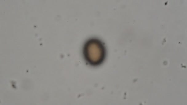 Parasite Taenia Solium Egg Human Feces Microscope Testing Laboratory ...