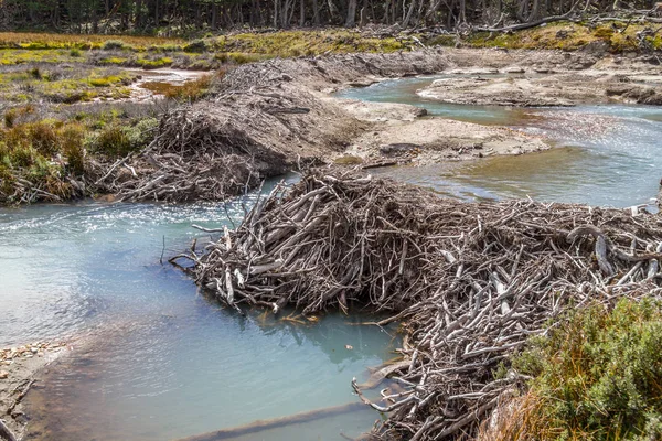 Represas de castores fotos de stock, imágenes de Represas de castores ...