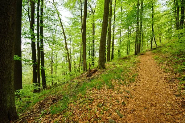 Small forest crossroads Stock Photo by ©ondrej83 120159416