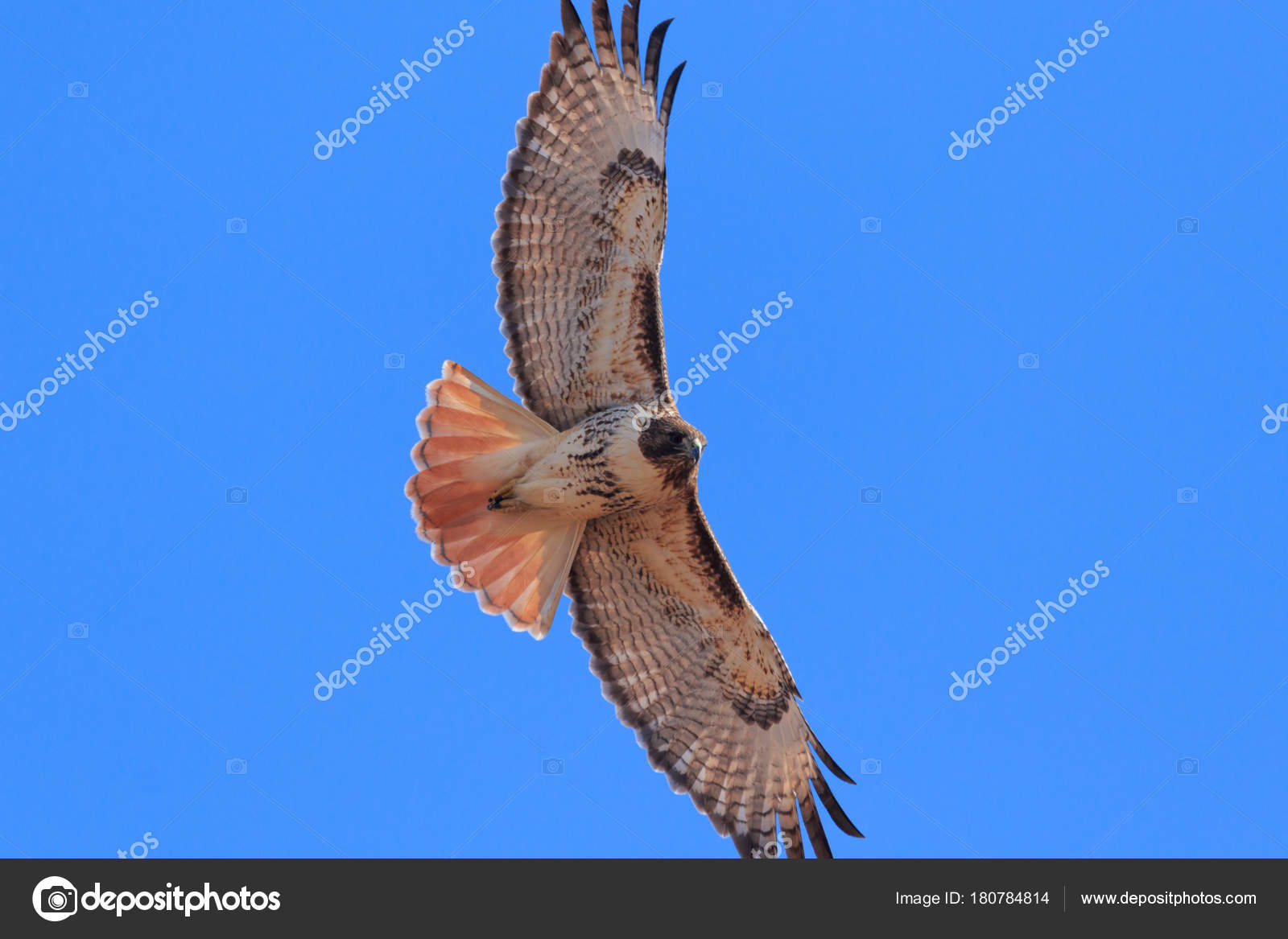 Halcón de cola roja — Foto de stock © TheBohemianLens #180784814