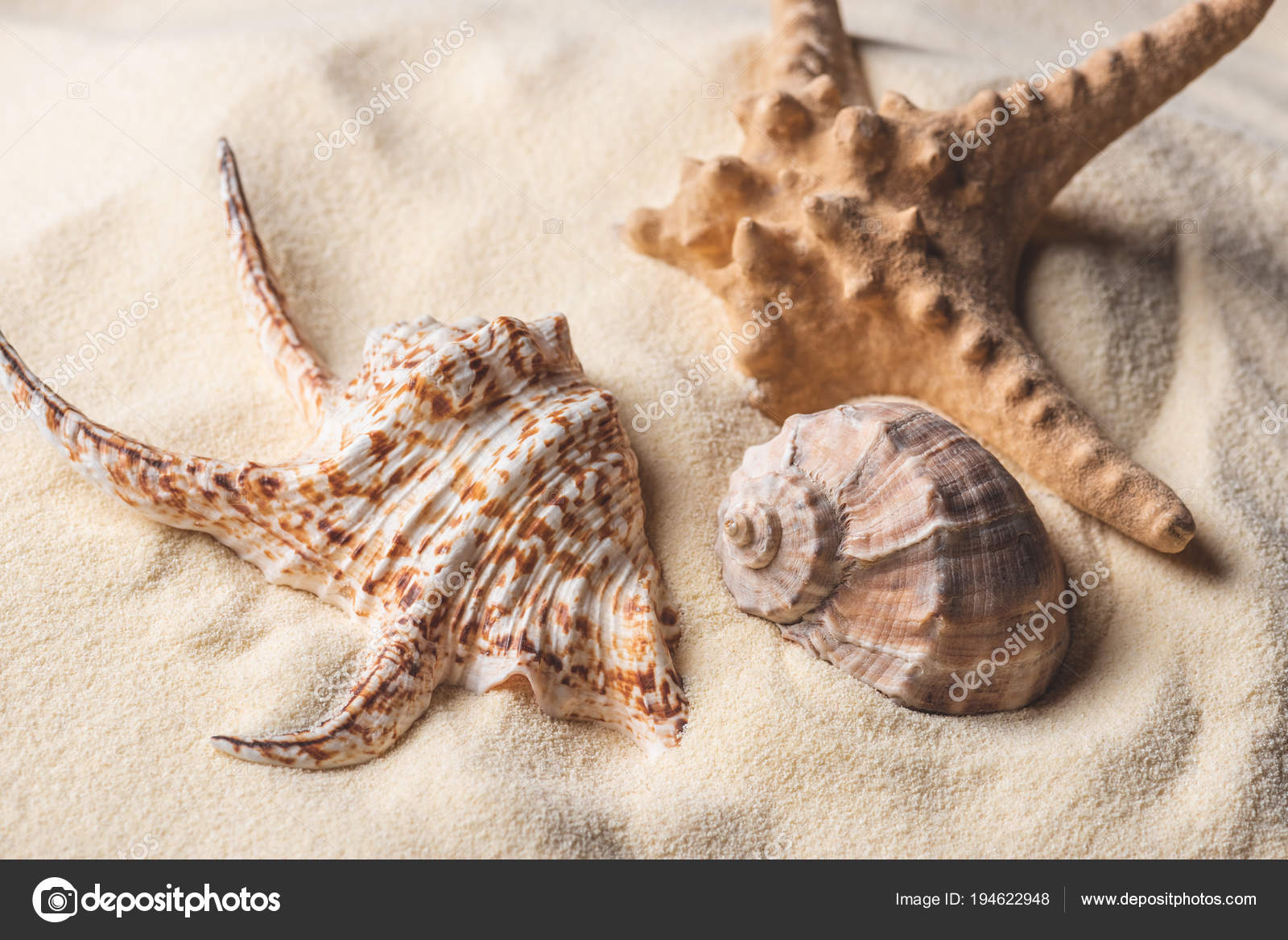 Sea Starfish Shells Light Sand — Stock Photo © MicEnin #194622948