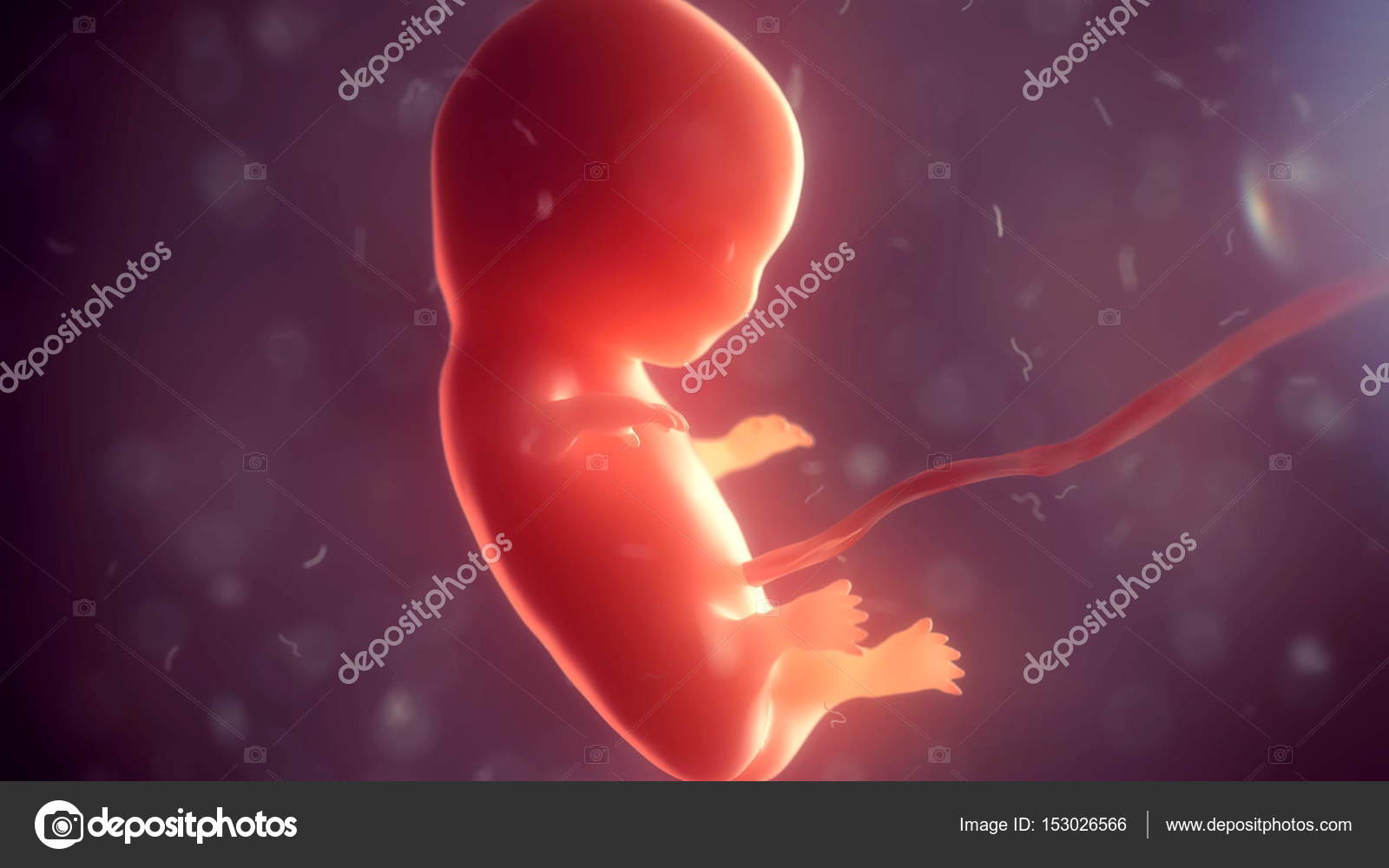 Embryon humain à l'intérieur du corps. Illustration 3d image libre de ...