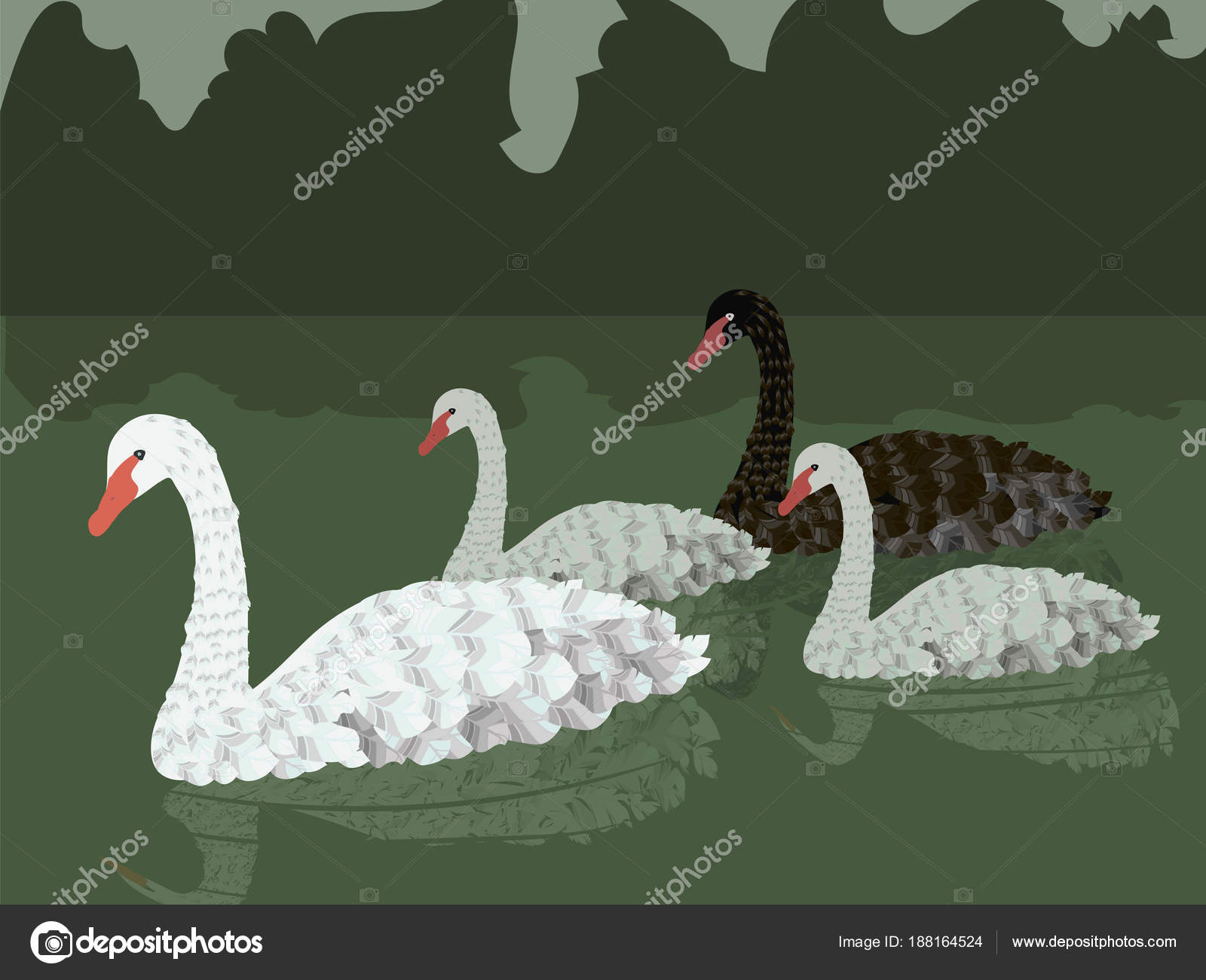 Family of vector white gray and black swans floating on a green pond ...