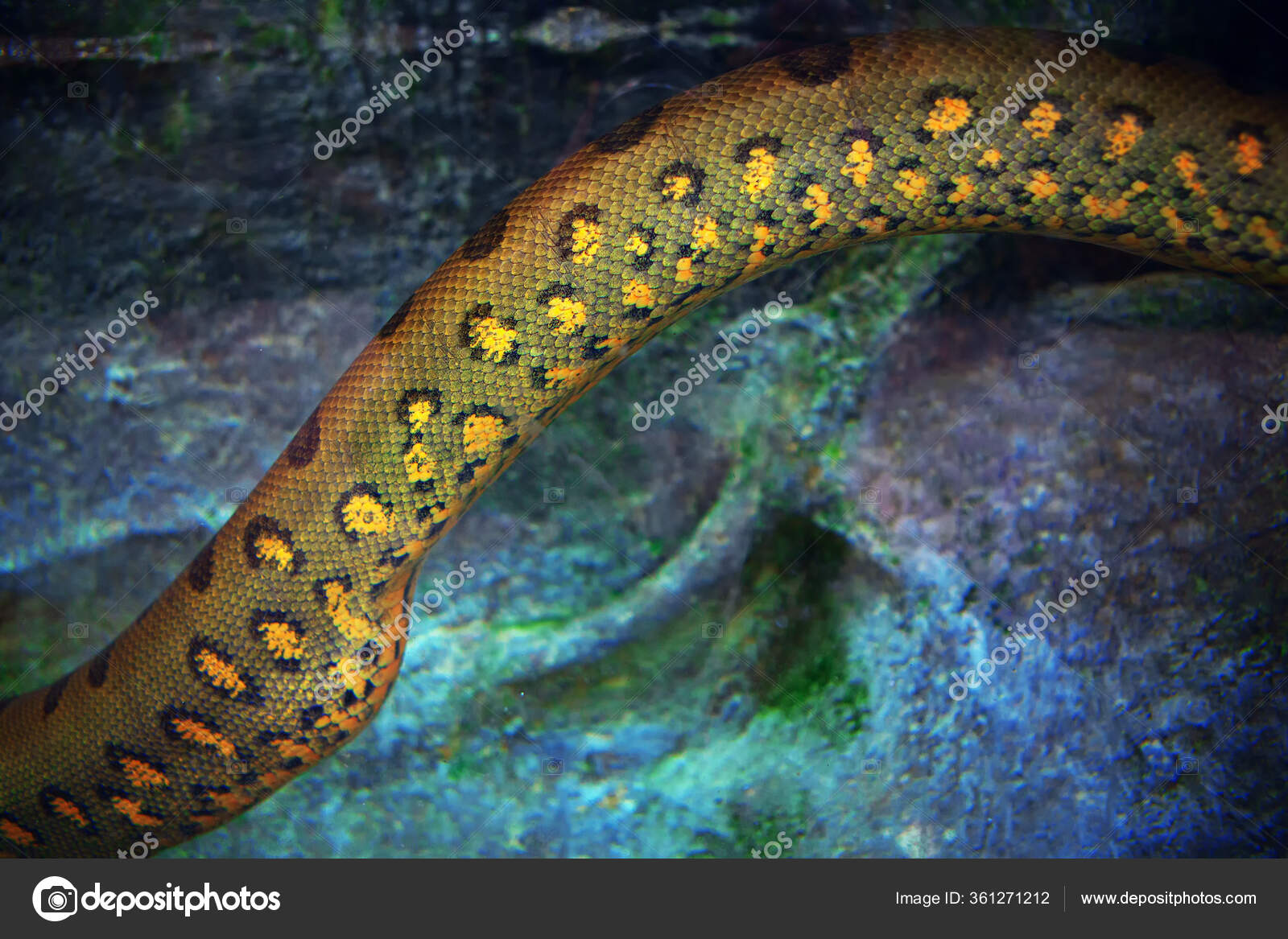 Typical Python Cave — Stock Photo © Russieseo #361271212