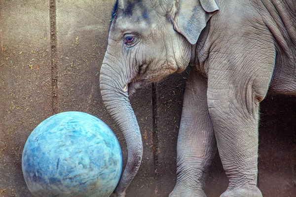 Elephant ball Stock Photos, Royalty Free Elephant ball Images ...