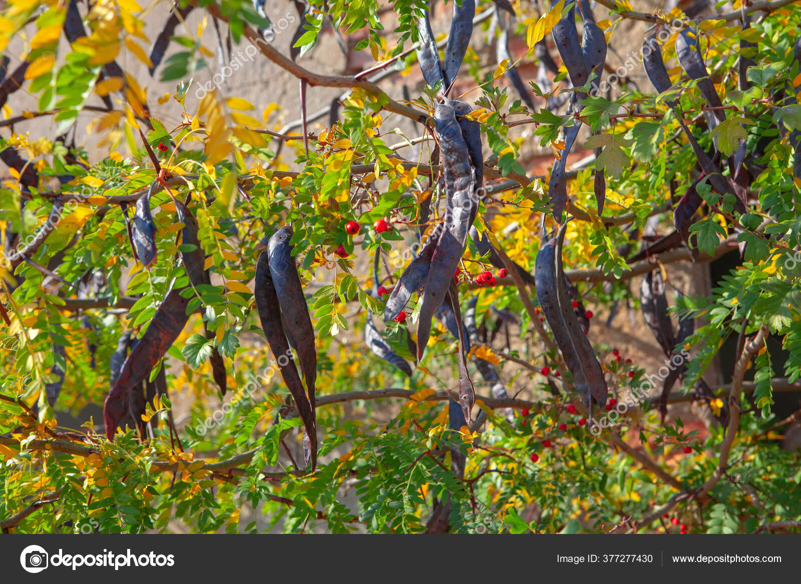 Pod Fruits Pea Gleditsia Triacanthos Tree Common Honeylocust Branches ...
