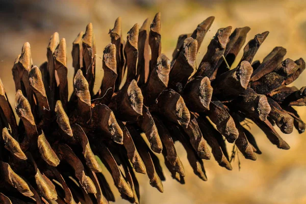 Conos y agujas Stock Photos, Royalty Free Conos y agujas Images ...