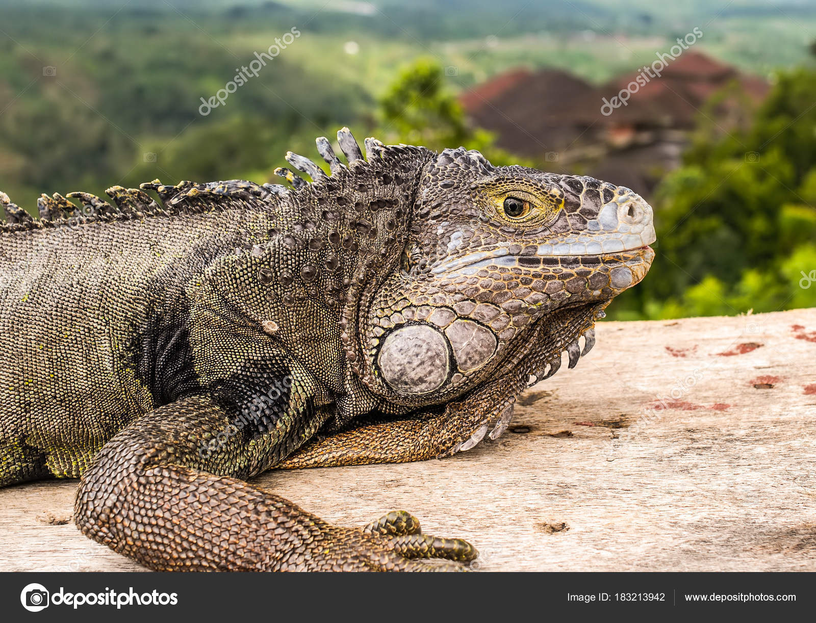 A close view of a head of an adult green iguana, also known as — Stock ...