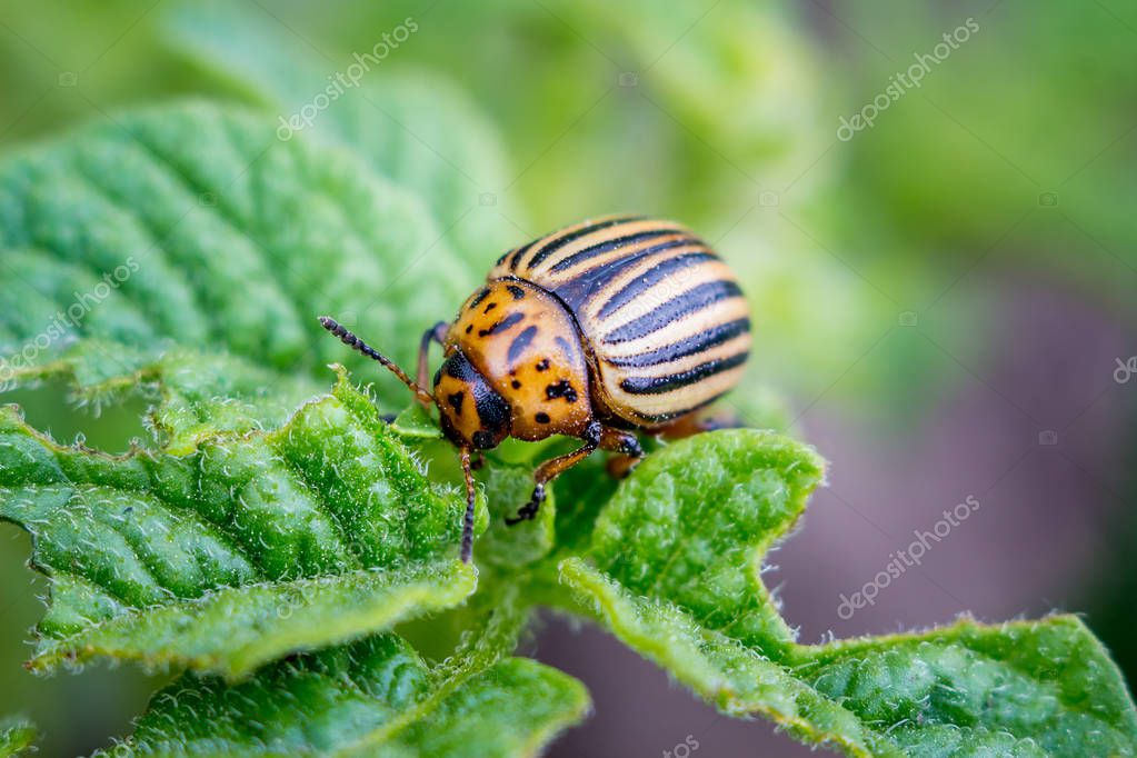 El escarabajo de Colorado come hojas de patata. Plagas de cultivos agr colas 2024