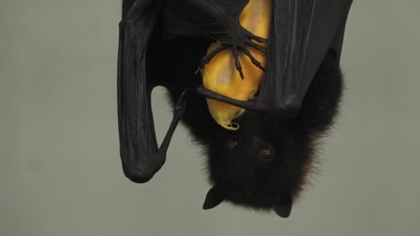 Fiji Flying Fox eats Mango — Stock Video © lucidwaters #148382381