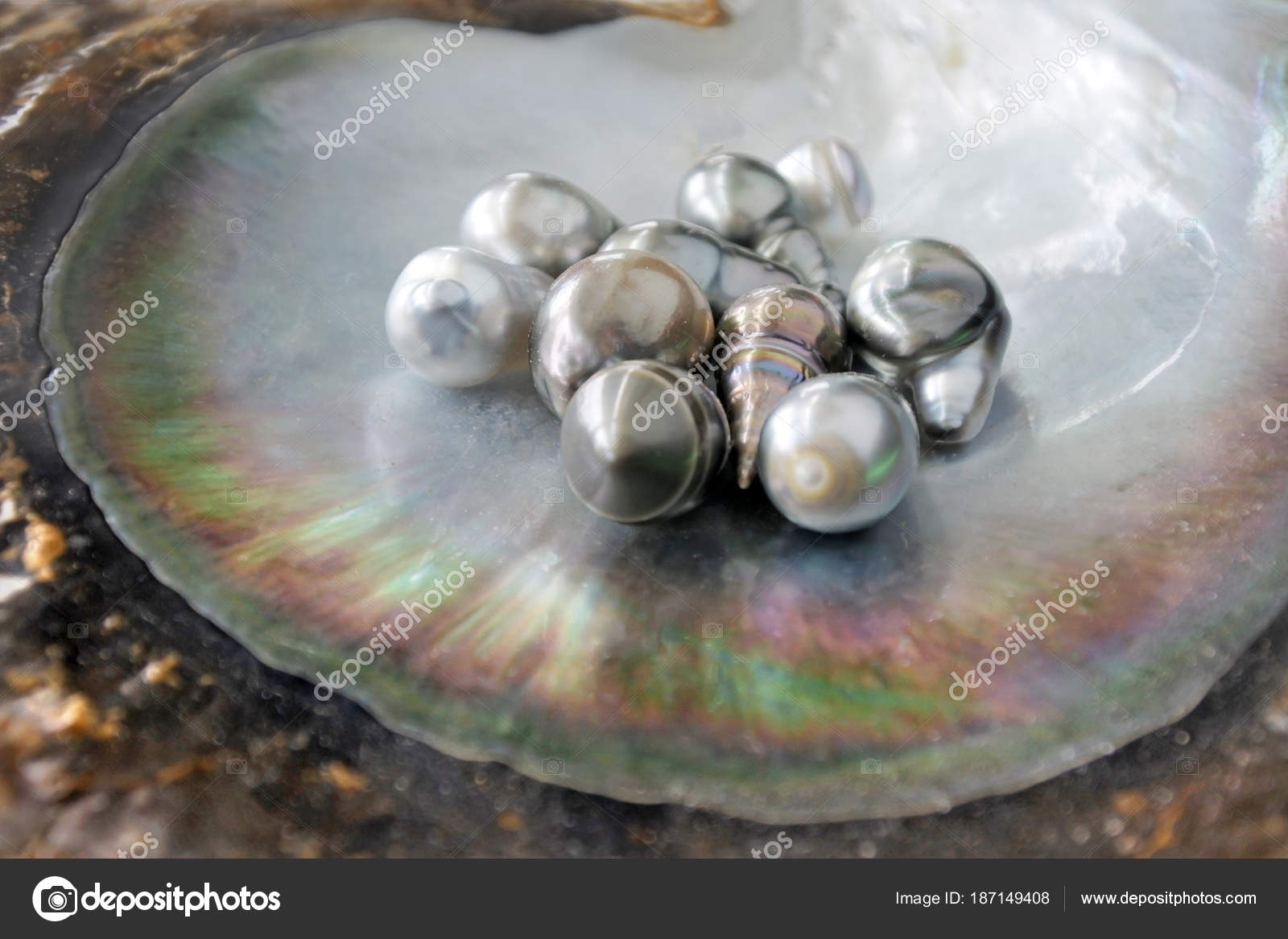 Black Pearl Oyster Shell