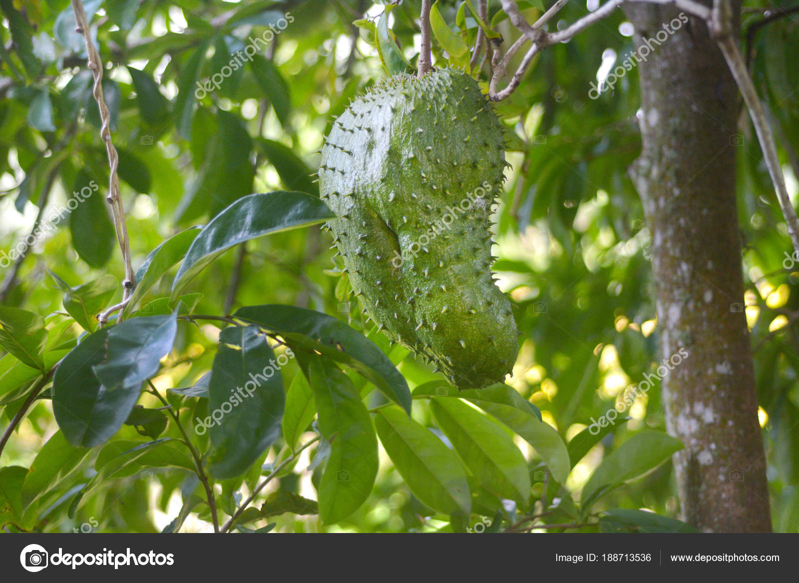 Soursop fruit grows on its tree in Rarotonga Cook Islands — Stock Photo ...