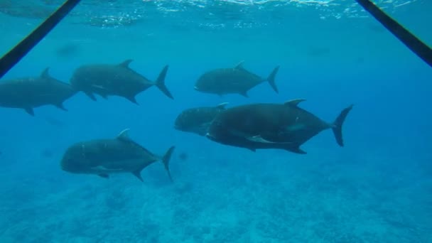 65 Trevally géant Videos, Royalty-free Stock Trevally géant Footage ...