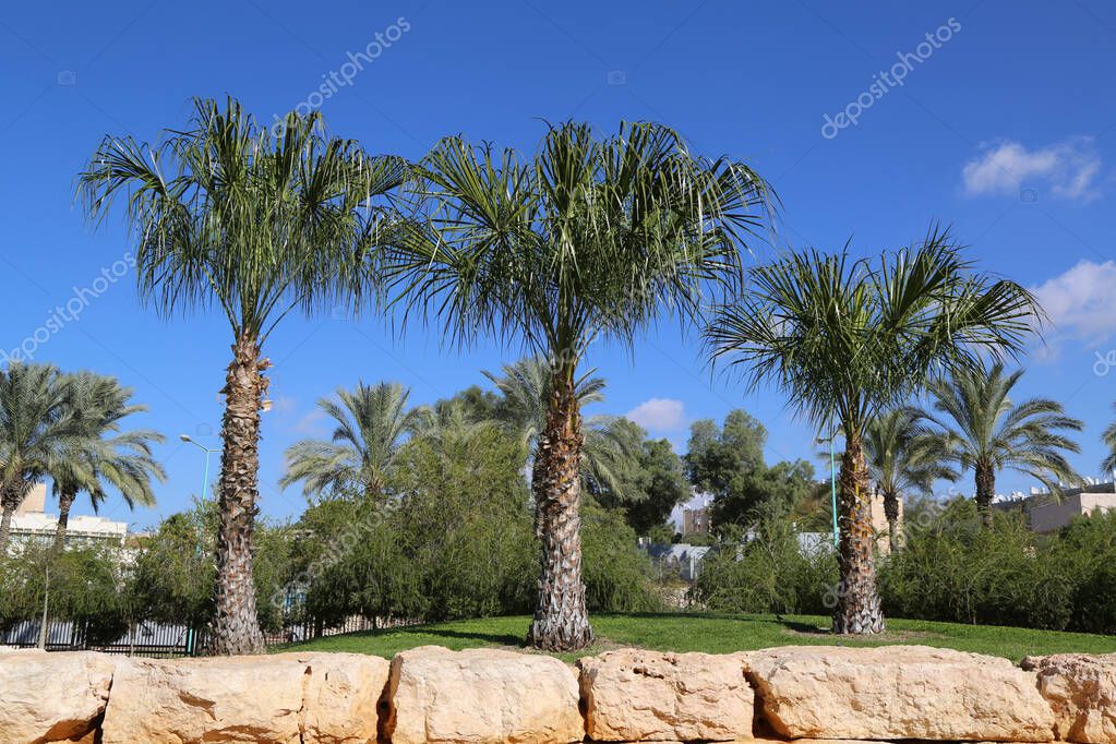 Parque público en Beer Sheba. Beer Sheba es la ciudad más grande en el ...