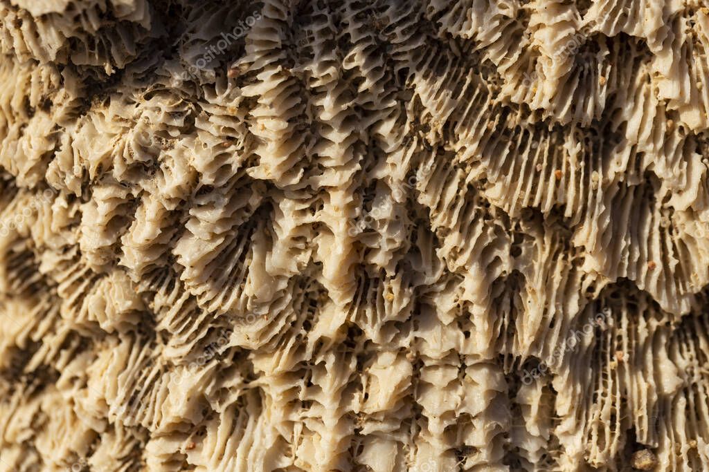 Corales fósiles del Mar Rojo. Criaturas antiguas, convertidas en piedra ...