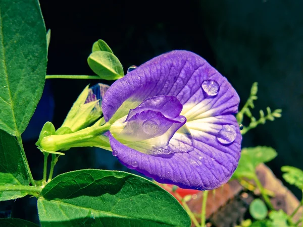 Butterfly pea flower plant Stock Photos, Royalty Free Butterfly pea ...