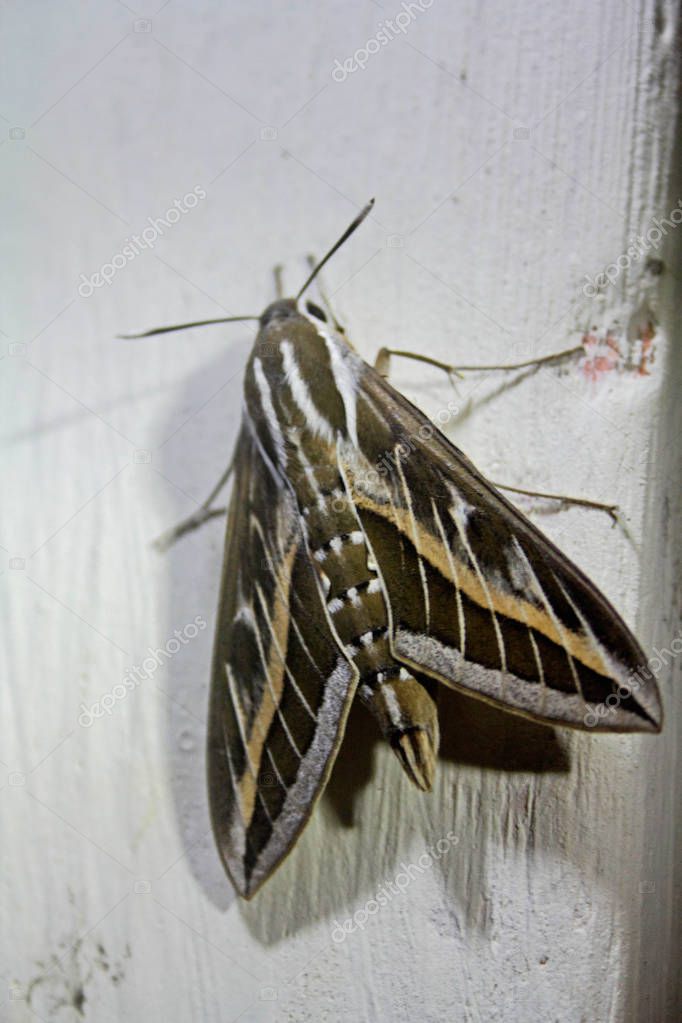 Esfinge rayada rayada polilla Halcón hyles livornica 2022