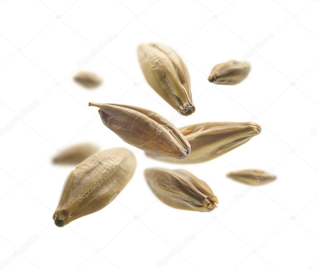 Granos de malta de cebada levitan sobre un fondo blanco 2023