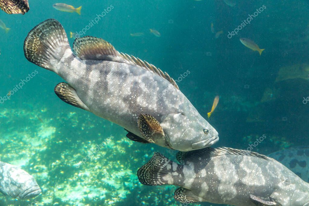 Agrupador gigante. un gran pez de agua salada de la familia de los mero ...