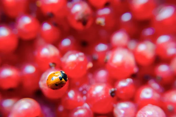 Red lady bugs Stock Photos, Royalty Free Red lady bugs Images ...