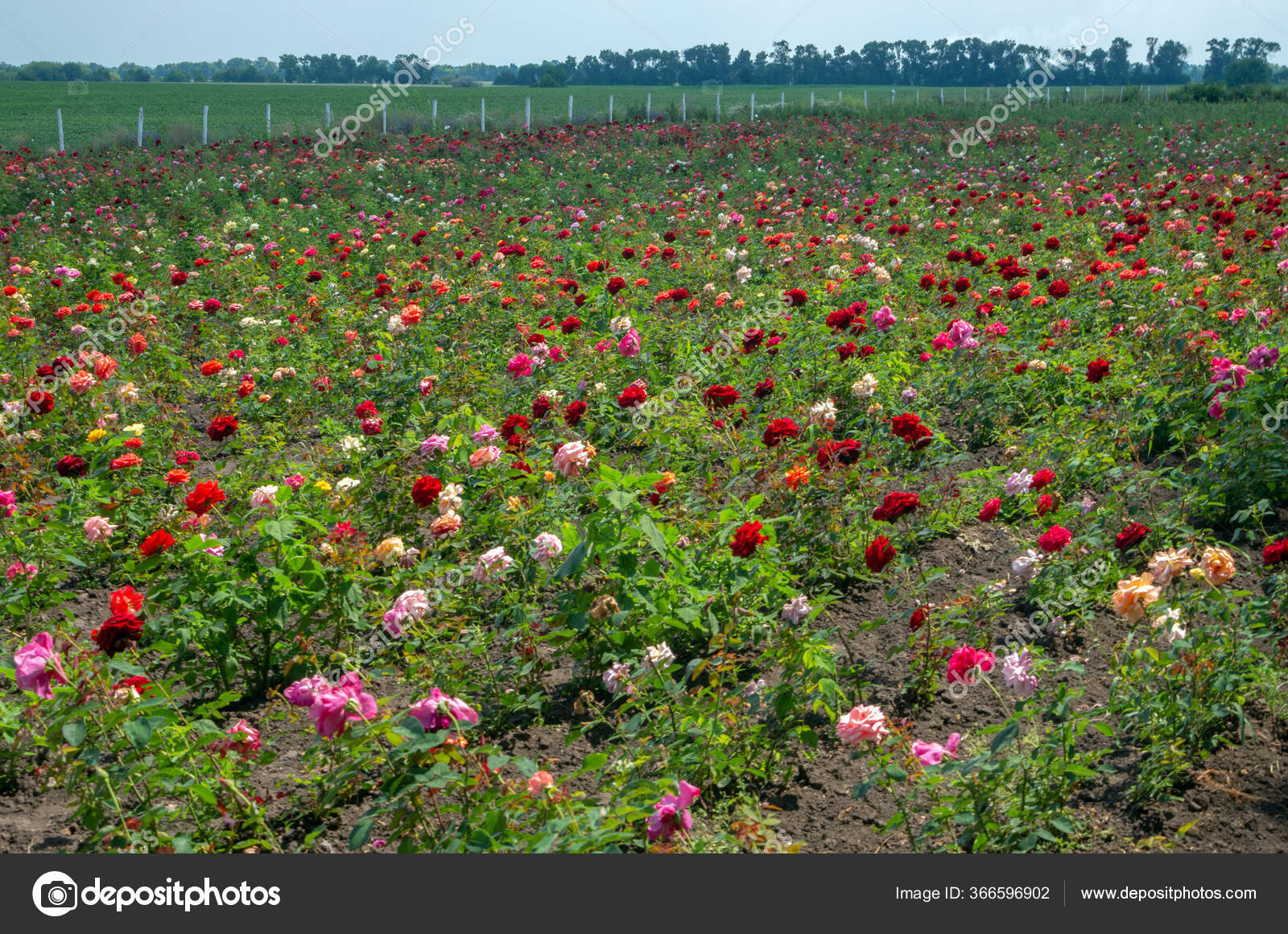 Plantation Roses Middle Field Cultivation Various Varieties Roses Stock ...
