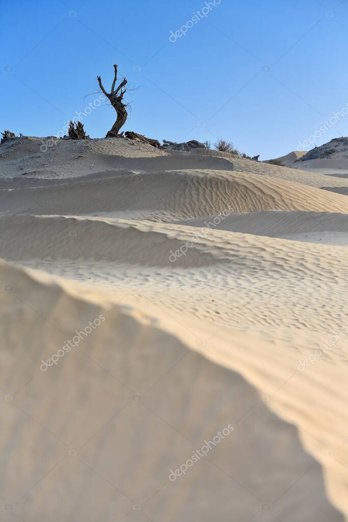 Árbol caducifolio seco y solitario de álamo-Populus euphratica con ...