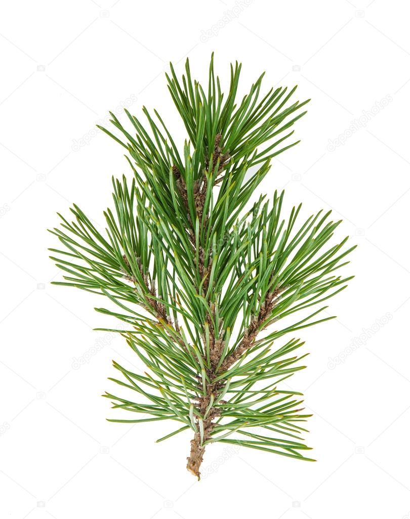 Ramas de pinos con conos aislados en blanco 2022