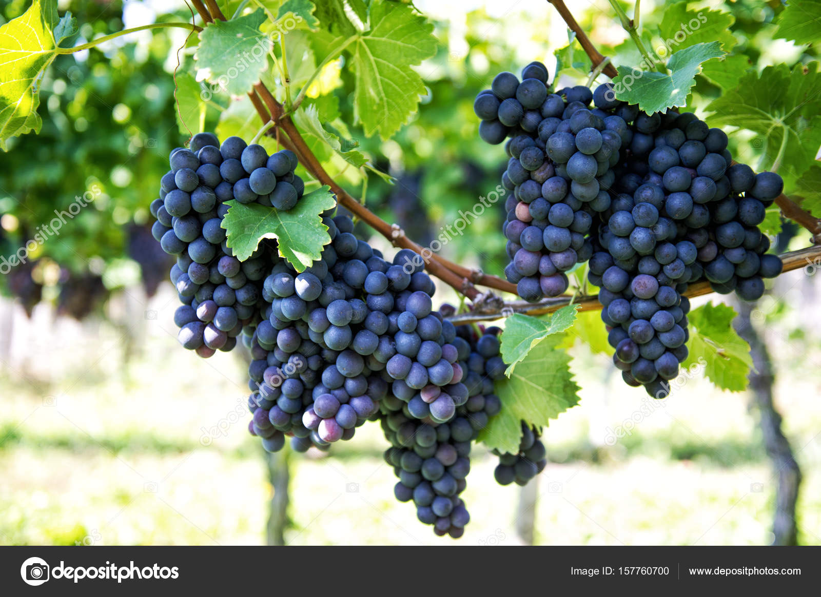 Images: grapes plant leaf | Grapes with green leaves the vine Vine ...