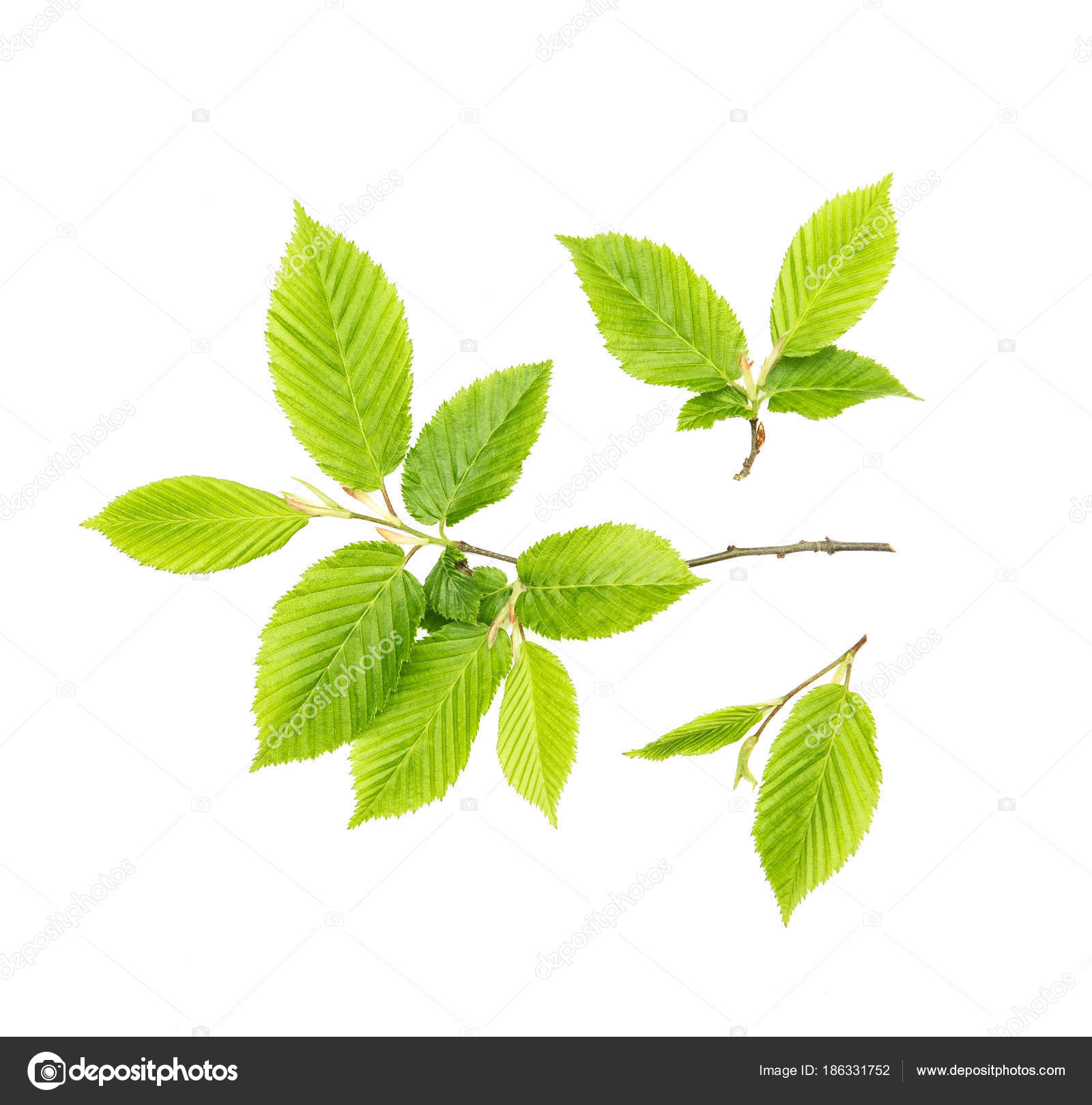 Green leaves isolated white background spring tree Stock Photo by ...