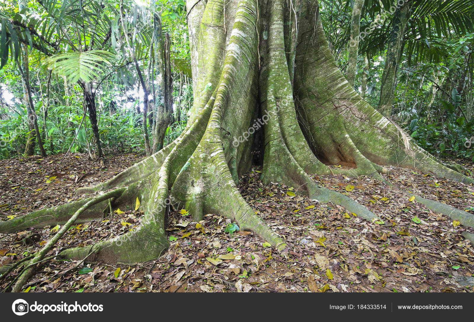 Buttress Roots Tropical Rainforest