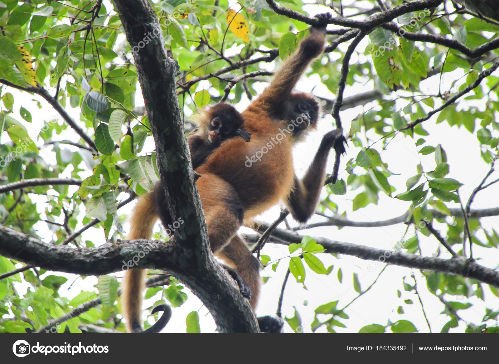 Un mono araña centroamericano (Ateles geoffroyi) trepa a través de los ...
