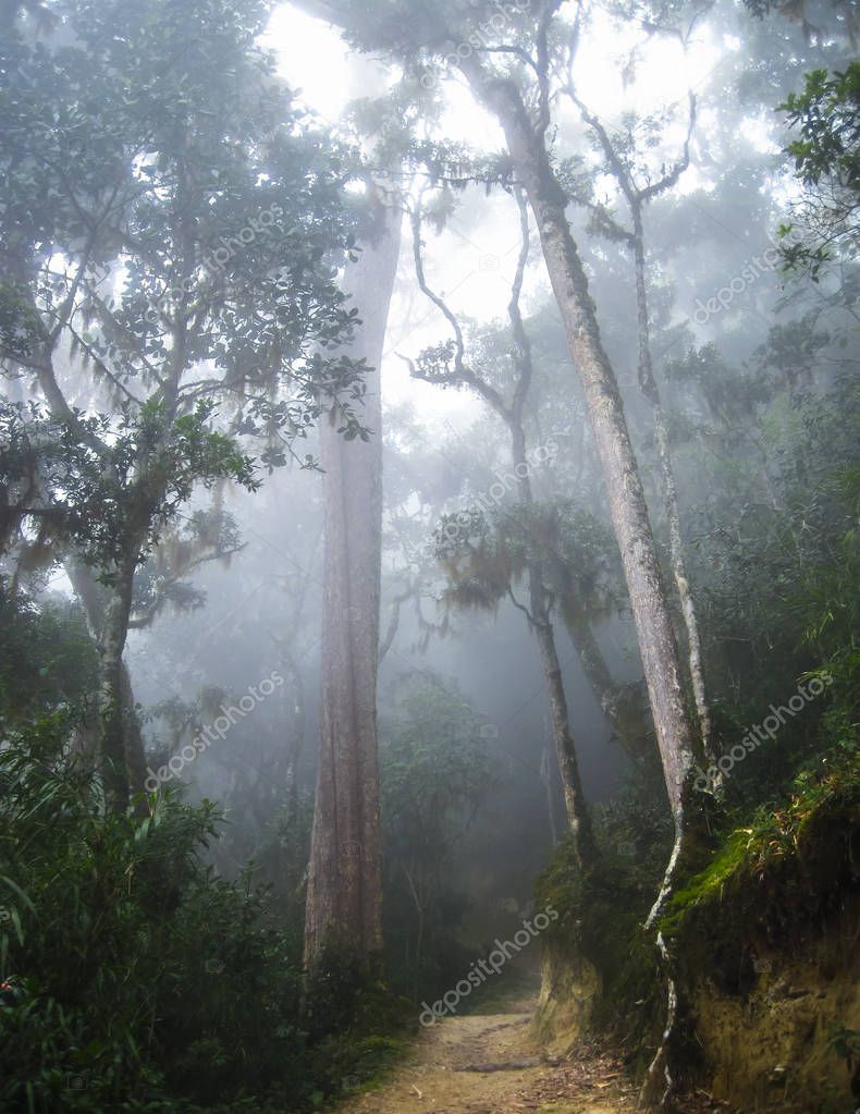 Árboles altos crecen sobre un sendero fangoso que sube al Cerro ...