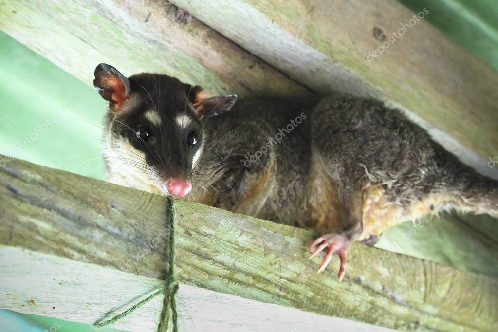 Un opposum gris de cuatro ojos (Philander opossum) se sienta en una ...