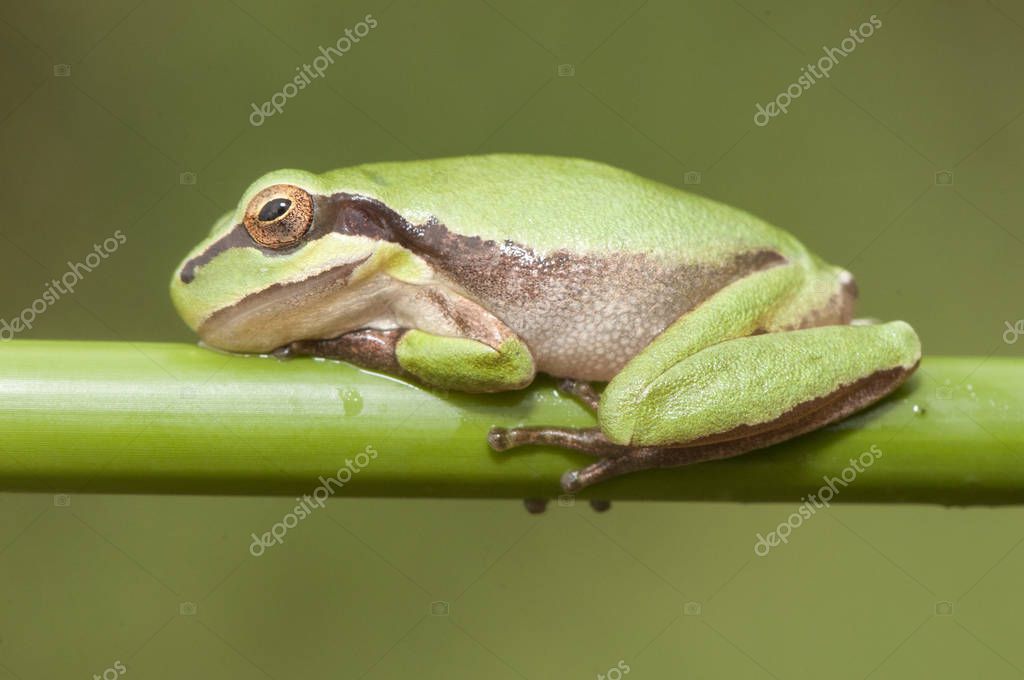 Hyla meridionalis rana arbórea mediterránea rana arbórea desnudista ...