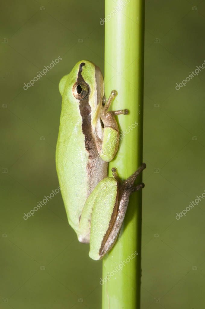 Hyla meridionalis rana arbórea mediterránea rana arbórea desnudista ...