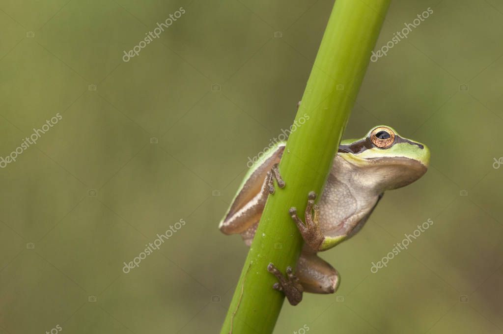 Hyla meridionalis rana arbórea mediterránea rana arbórea desnudista ...