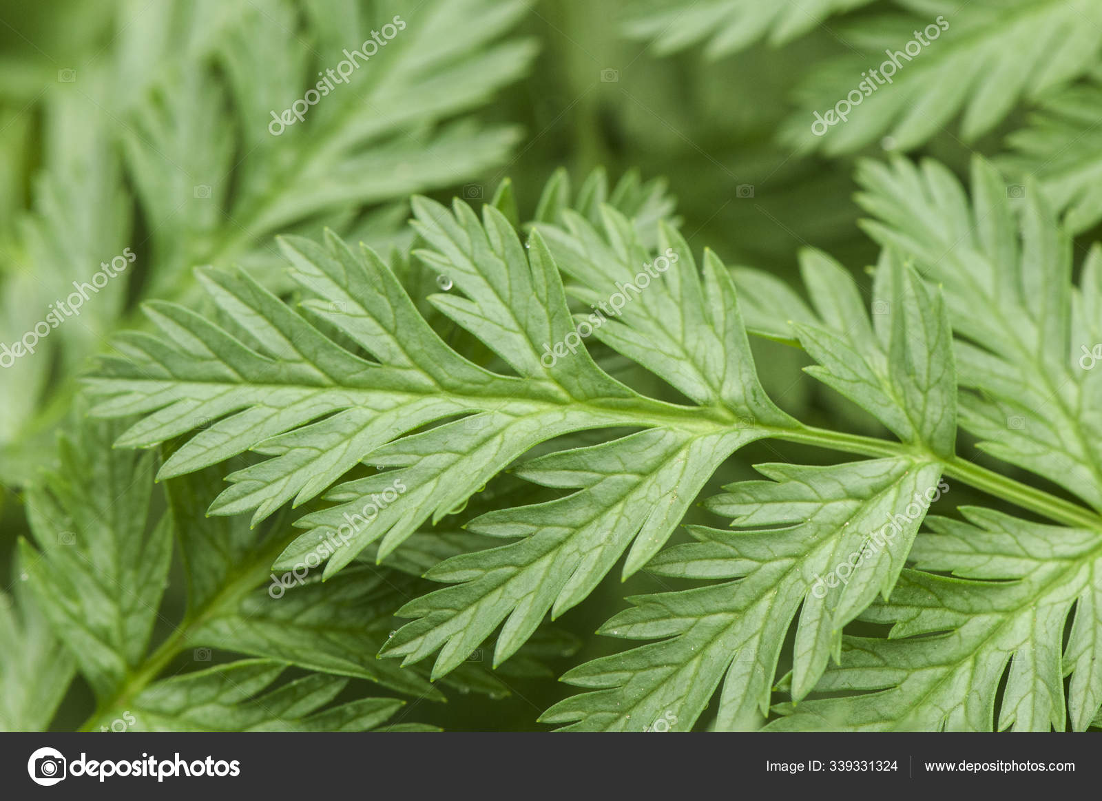 Conium Maculatum Leaf