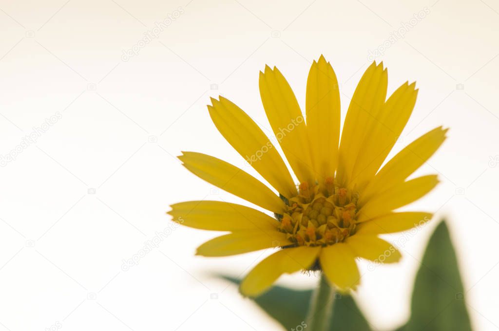 Cal ndula arvensis cal ndula de campo flor medicinal amarilla muy com n ...