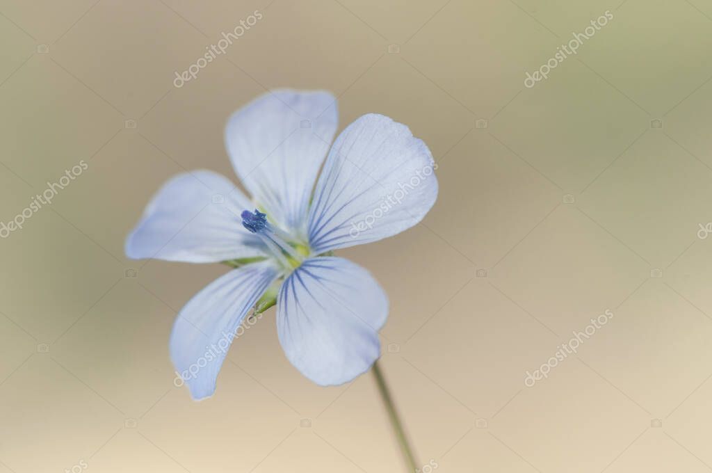Linum bienne flor de lino pálido de delicado color azul elegante y ...