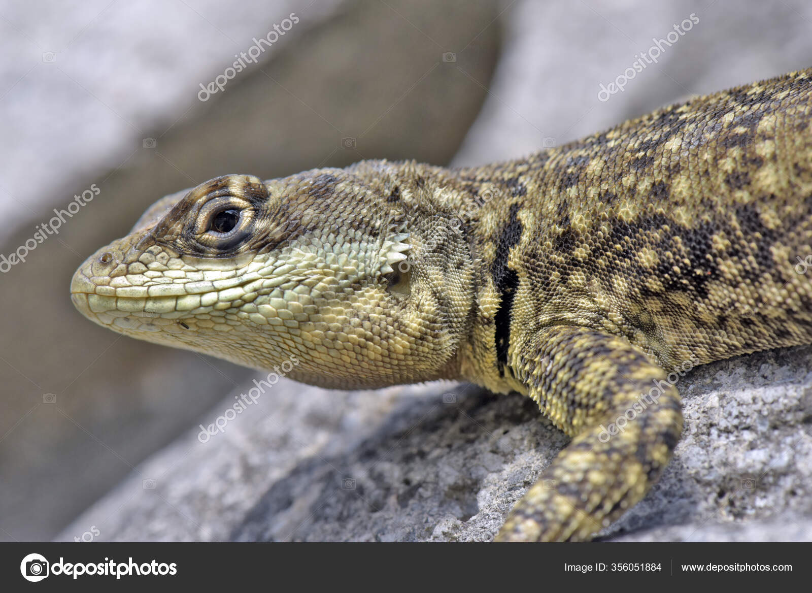 Closeup Calango Lizard Species Stones Background Sao Paulo City Brazil ...