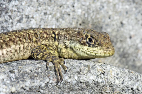 Closeup Calango Lizard Species Stones Background Sao Paulo City Brazil ...