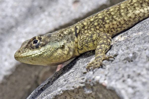 Closeup Calango Lizard Species Stones Background Sao Paulo City Brazil ...